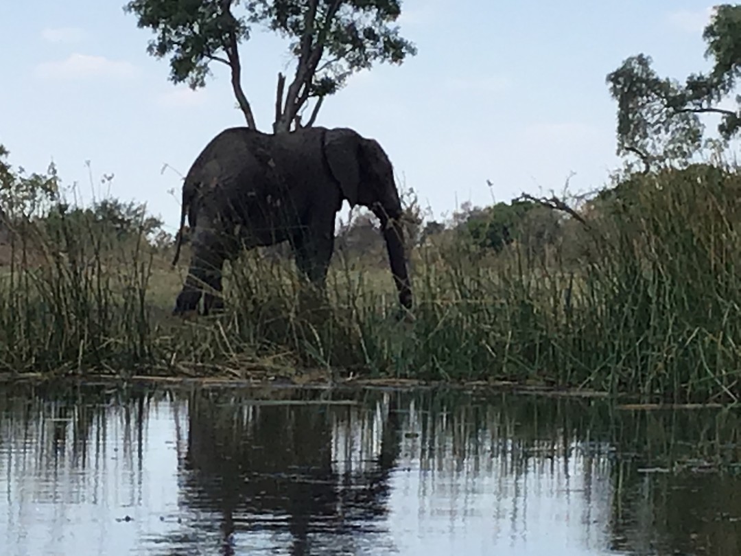 Okavango delta | Reisverhaal | Jan en Marleen van der Heide’s reisblog