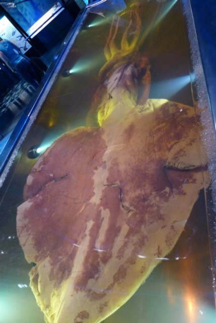 Reuzeninktvis | Foto | Jan en Petra’s reisblog