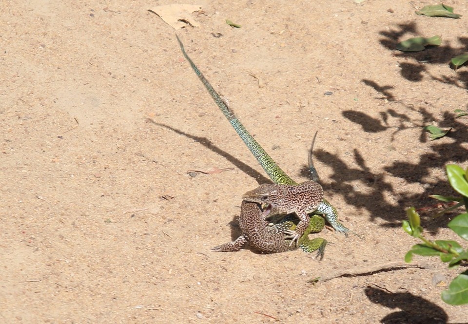 Vechtende hagedissen | Foto | 2024 Rondreis door Borneo