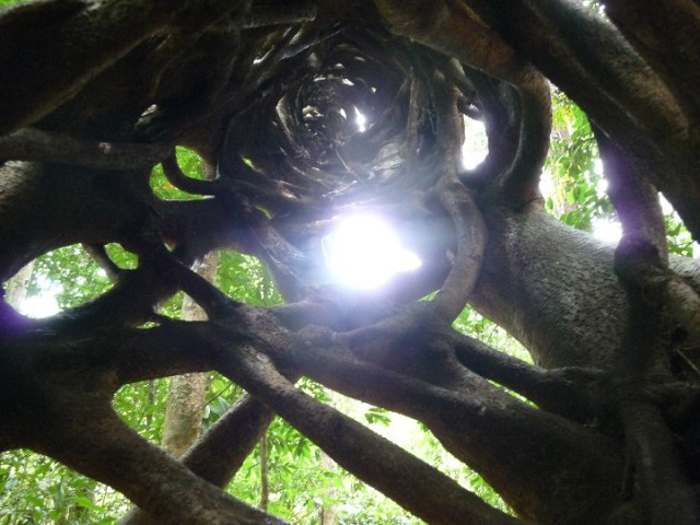 Binnenkant van een boom | Foto | Jarno en Karlijn’s reisblog