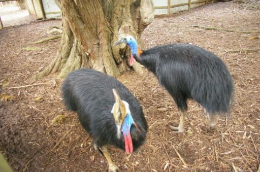 prehistorische loopvogels | Foto | Jochem en Suus gaan weer!