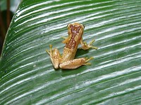 Helmbasilisk | Foto | Johan en Henny Wels’s reisblog