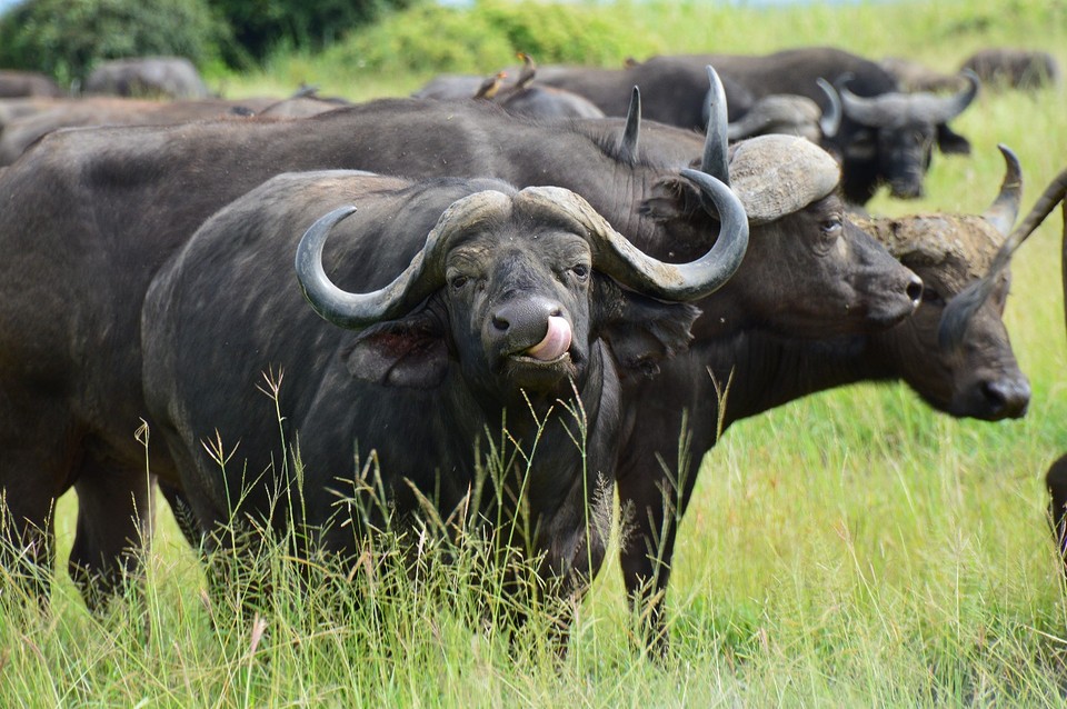 Waterbuffel | Foto | Joke en Inge op safari