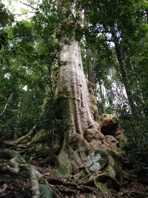 Ontzettend hoge bomen in het regenwoud | Foto | Nancy Hermsen’s reisblog