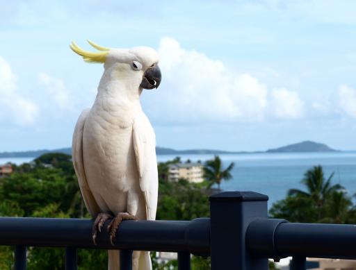 Kakatoo birds (8) | Foto | Jootje en Lion all over the world