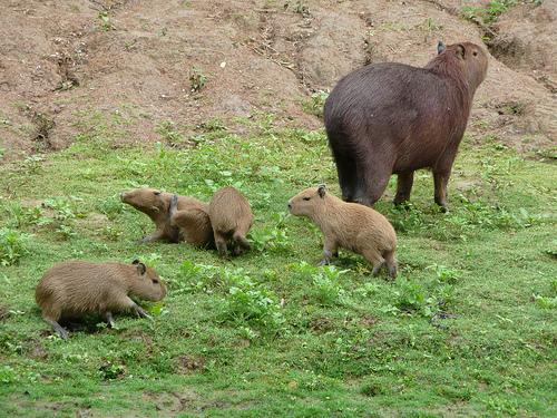 rare beesten | Foto | Joyce op Wereldreis