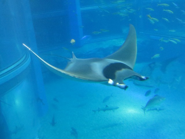 Mantarog Alert! | Foto | Jurgen en Marieke’s reisblog