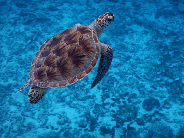 Schildpad - Klein Curacao | Foto | Kirsten’s reisblog