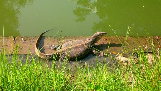 Varaan in Lumpini park | Foto | Martijn & Lesley's reisblog