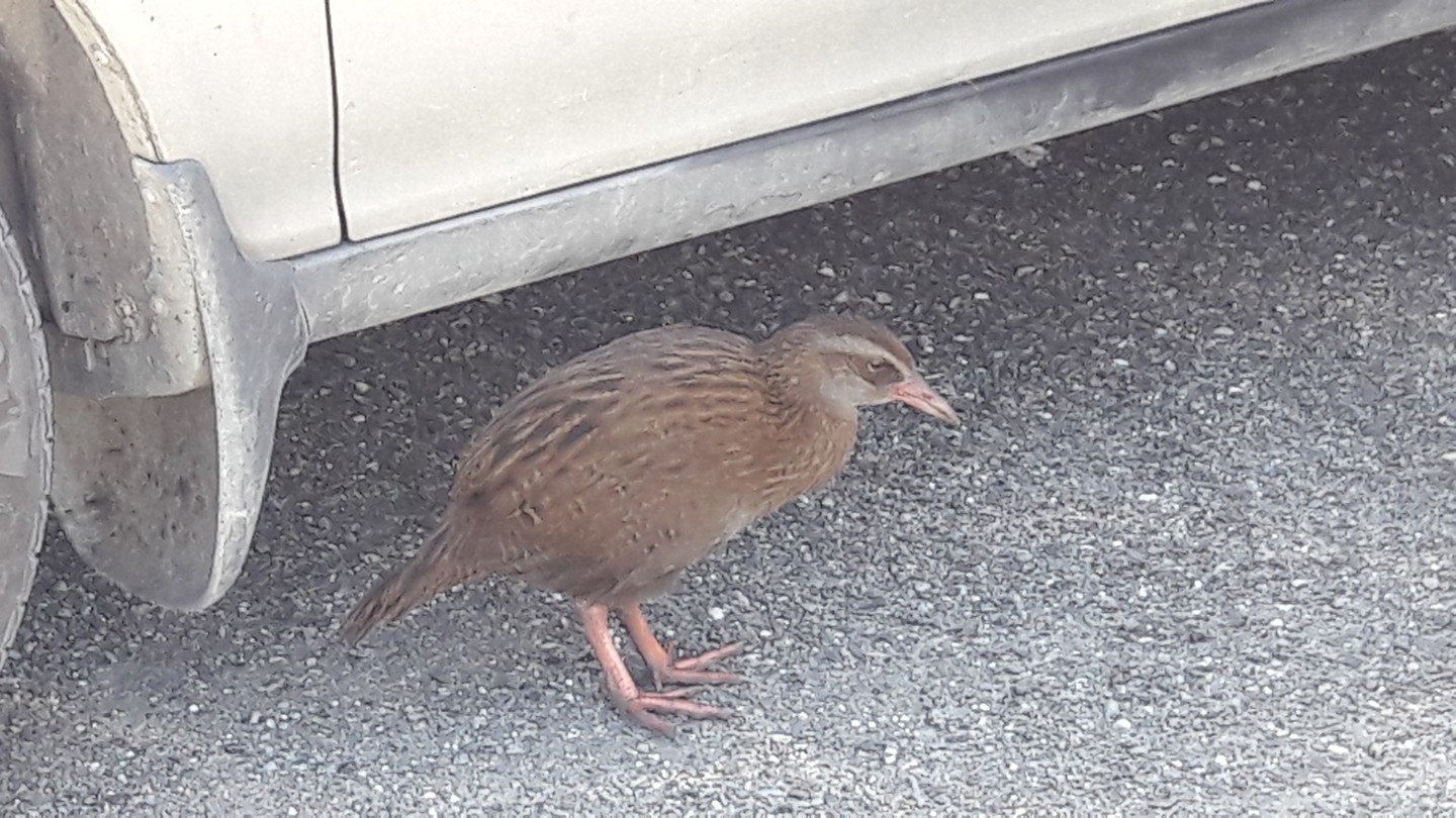 De weka | Foto | Esther Van Bommel’s reisblog
