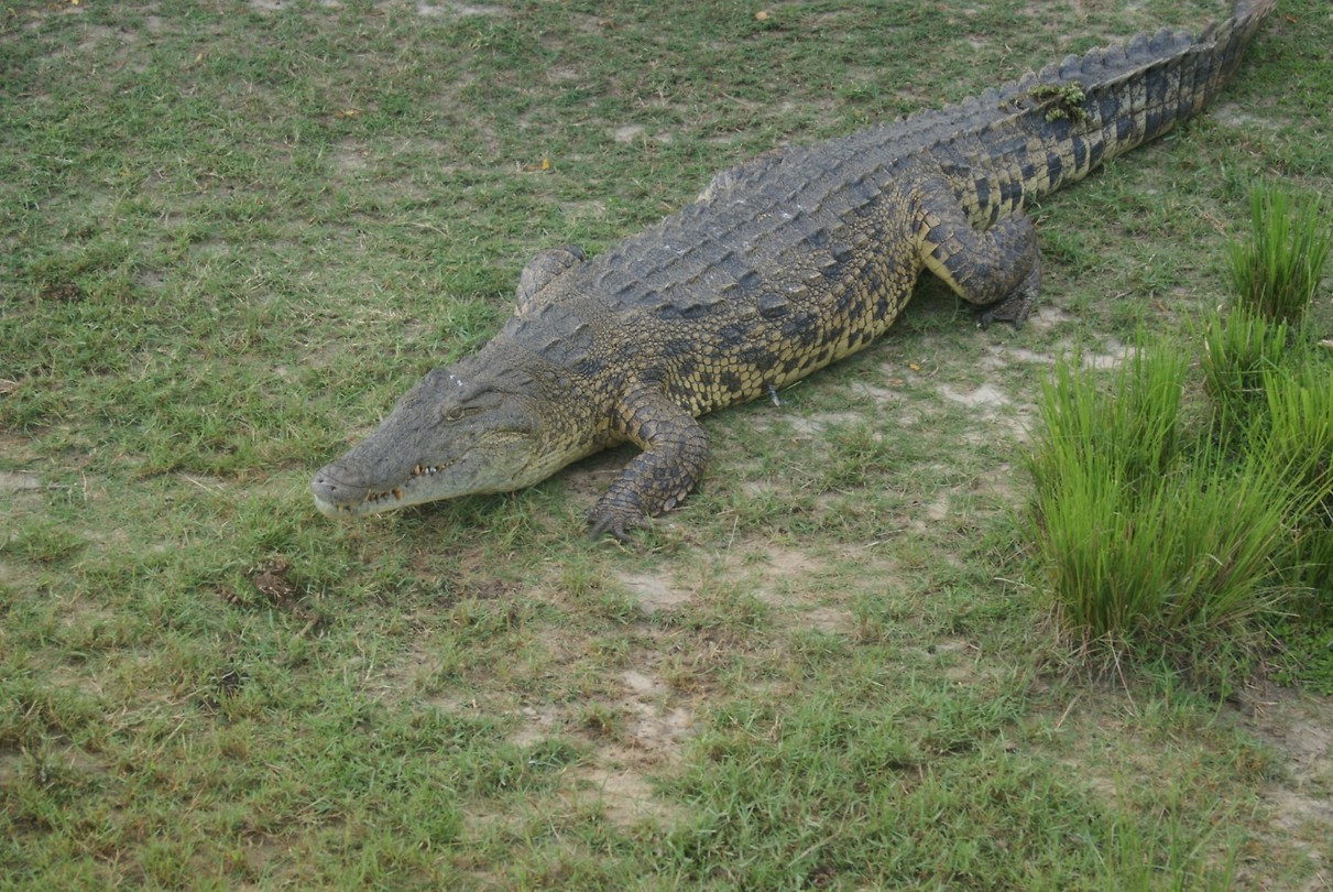 grootste krokodil | Foto | Koen Stikkelman’s reisblog
