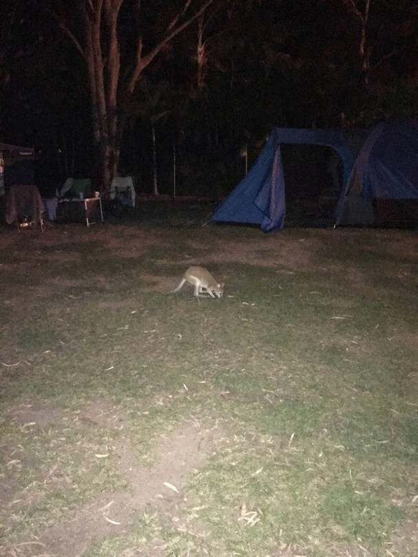 129 kangaroo by night | Foto | Reisblog van Sjef, Vicky, Rens en Joep