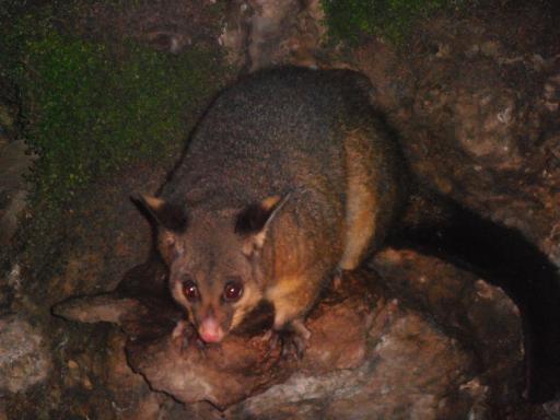 Buidelratten by night | Foto | Australië - en Nieuw-Zeelandreis 2011-2012