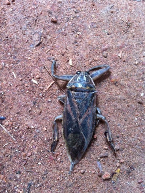 29-10-2012 raar beest( 8cm) | Foto | Susan Lemson’s reisblog