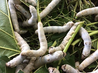 De cocon | Foto | Lenneke’s reisblog