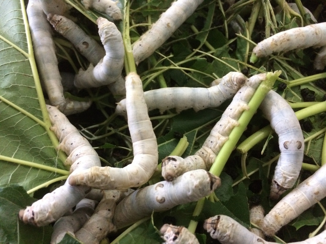 De zijderups | Foto | Lenneke’s reisblog