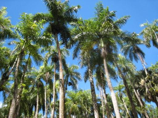 Palmentuin | Foto | Lies & Thijs in Suriname