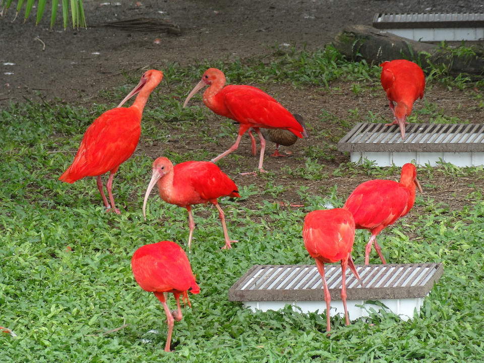Rode ibis in Mangal das Garças (botanische tuin) | Foto | Lisa Visser’s ...