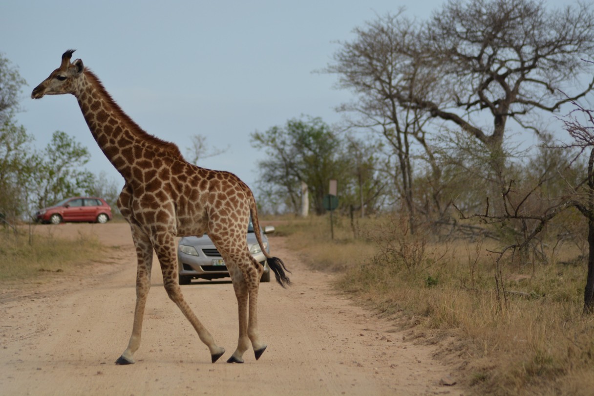 Kruger Wild Park | Reisverhaal | Louis en Emiel in Botswana 2018