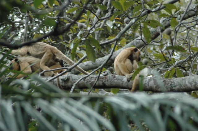 Pantanal van op het water | Reisverhaal | Louis en Emiel in Brazilië 2015