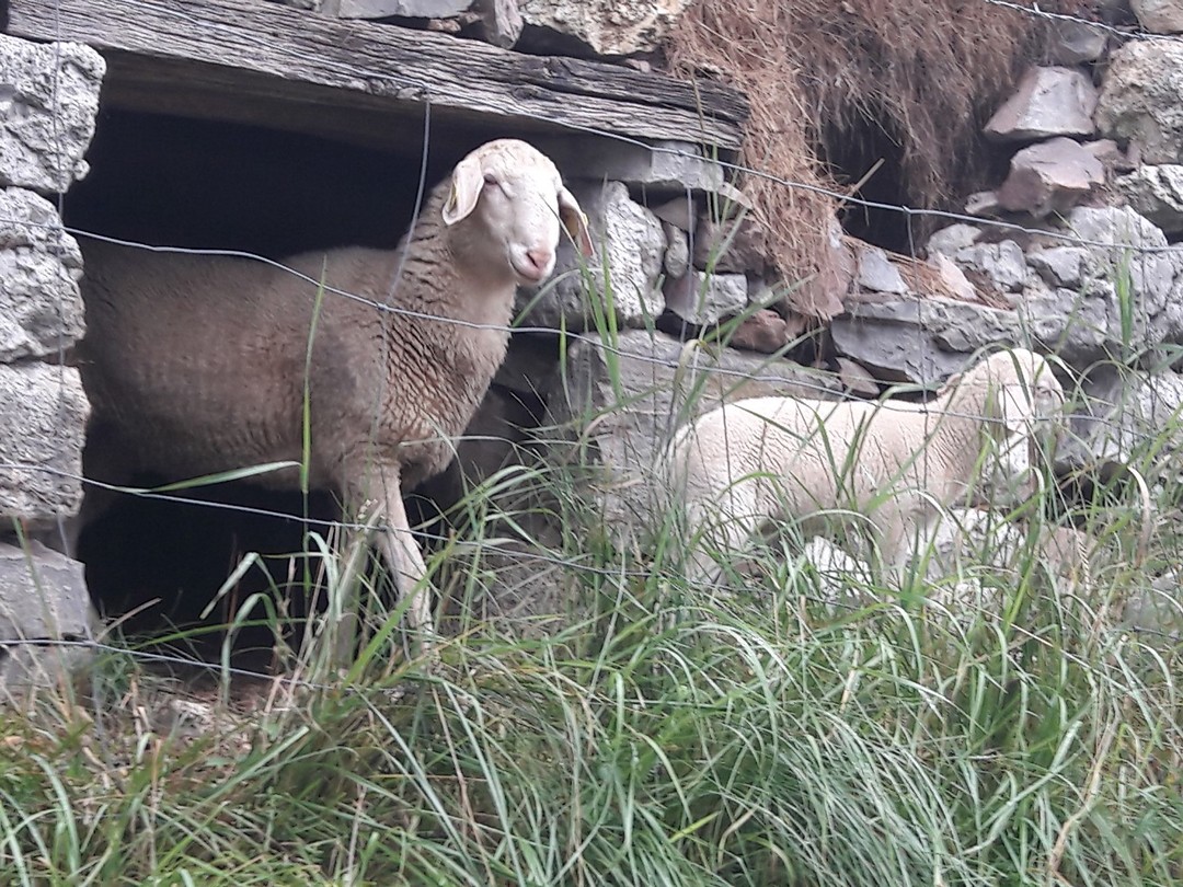 De familie schaap in een rustige omgeving | Foto | Louis van Hest’s ...