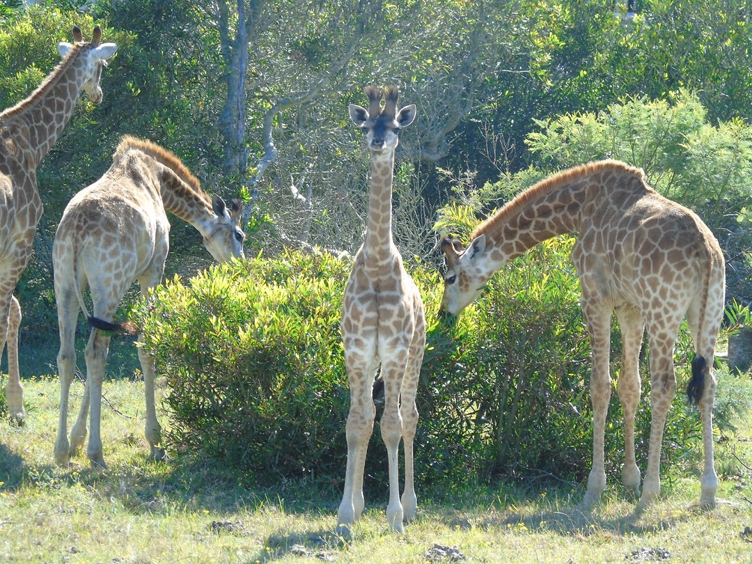 Zuid-Afrika | Foto's | Luca van dam’s reisblog