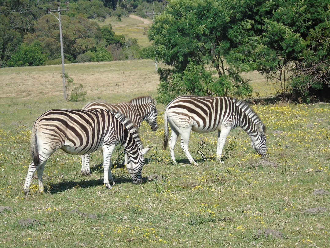 Zuid-Afrika | Foto's | Luca van dam’s reisblog