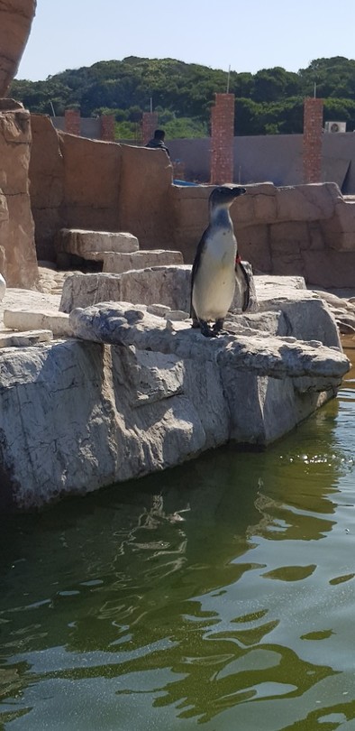 Zuid-Afrika | Foto's | Luca van dam’s reisblog