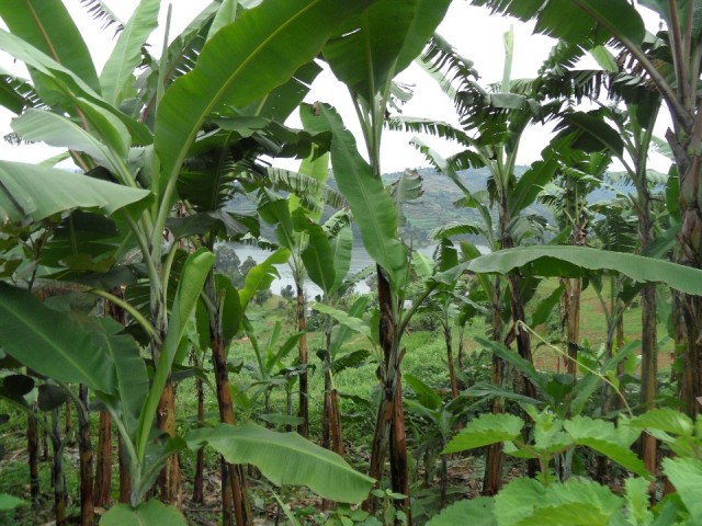 bananenboom | Foto | Maarten & Marjon's reisblog