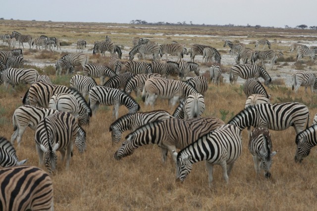 kudde zebra's | Foto | Maarten & Marjon's reisblog