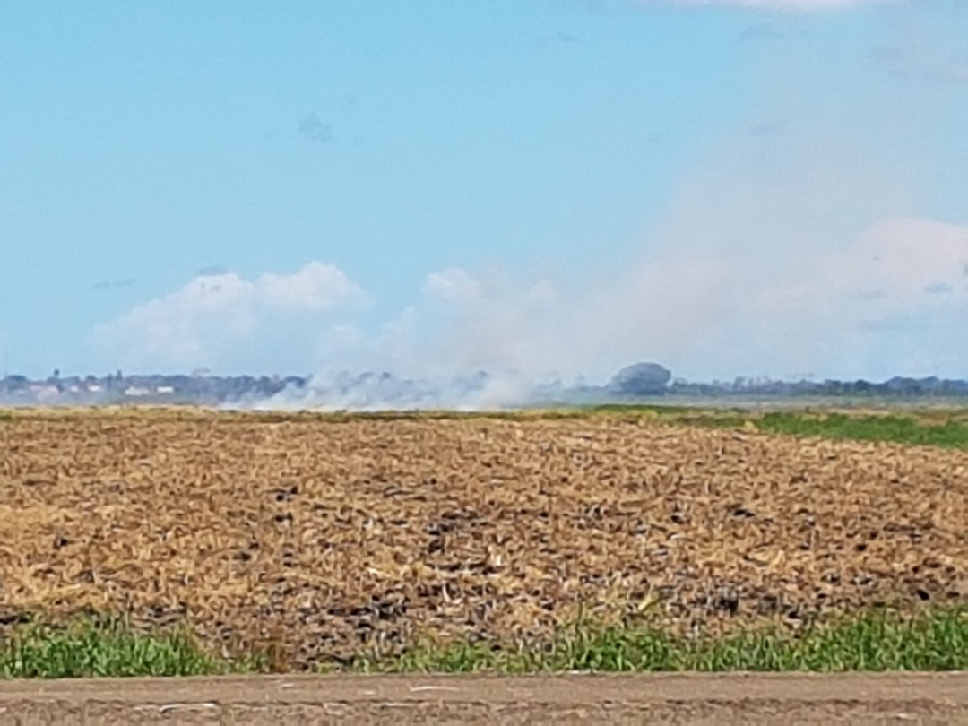 Afbranden van geoogste rijstvelden | Foto | Maastricht_____Nickerie ...
