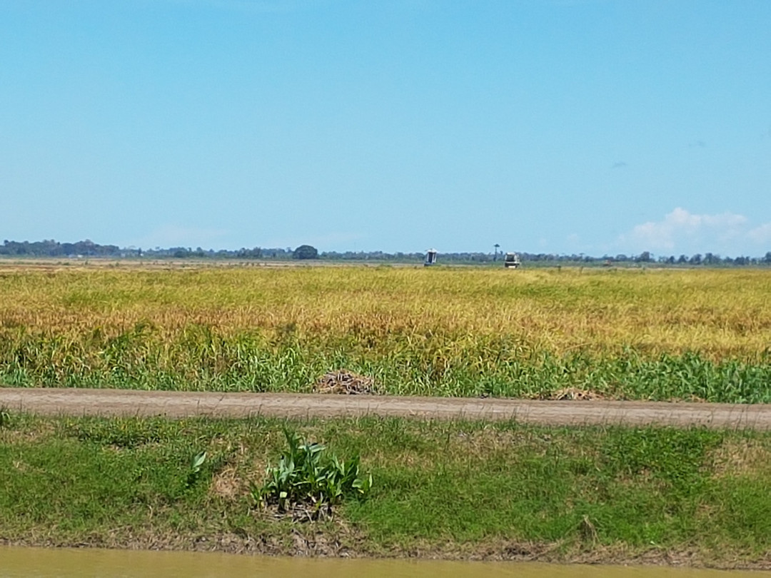 Rijst velden | Foto | Maastricht_____Nickerie____Suriname