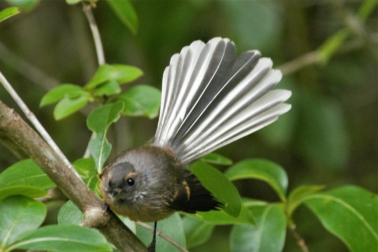Fantail | Foto