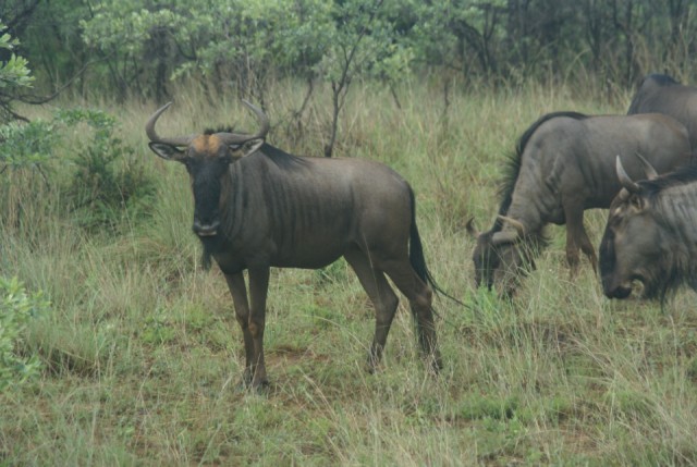 gnoe's | Foto | Mariëtte Braam’s reisblog