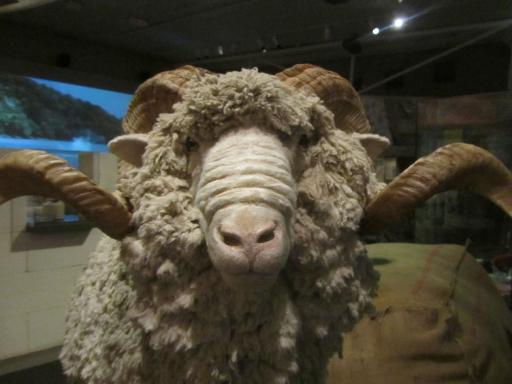 Merino schaap (Otago museum) | Foto | Marije in Aotearoa