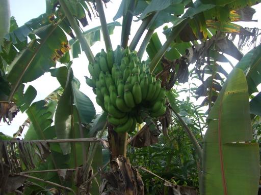 Ja, bananen groeien echt omhoog | Foto | Marije kroon’s reisblog