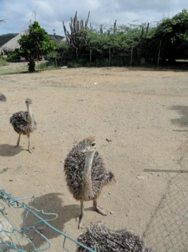 Kleine struisvogels | Foto | Zonnig Aruba