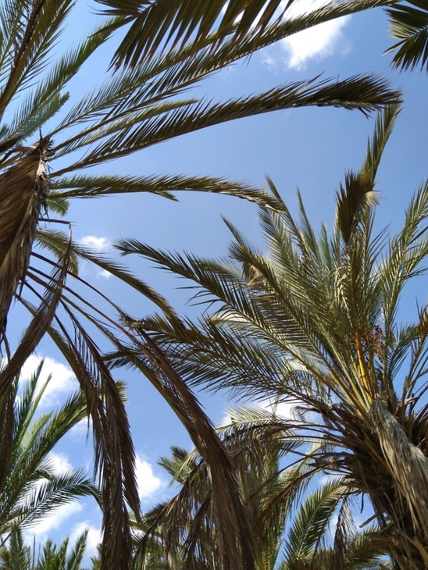 Palmbomen | Foto | Nurses in Israël
