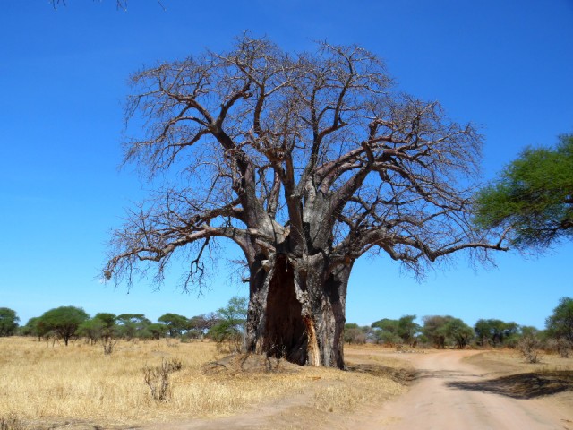 Door olifanten uitgeholde baobab boom in Tarangire | Foto | Melissa ...