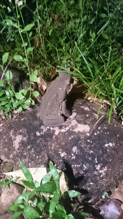 dikke pad | Foto | Mirjam sijtsma’s reisblog