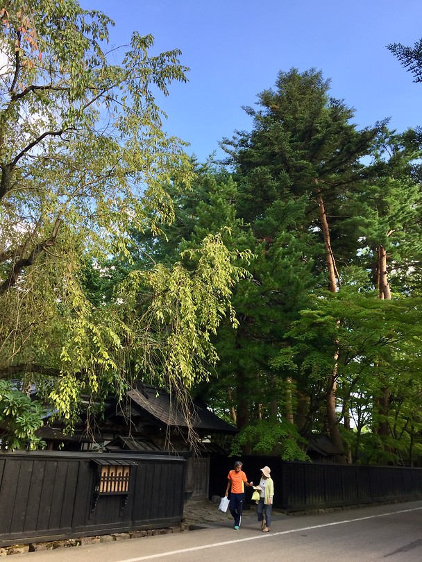 Hoge bomen | Foto | Monique cornelissen’s reisblog