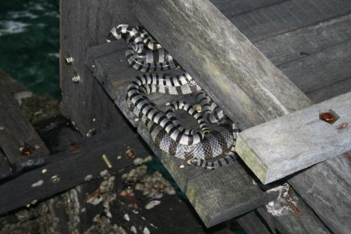 De zeeslangen 's avonds, ze kwamen tot leven! | Foto | Borneo 2009