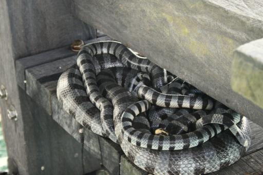 een trosje zeeslangen onder het helidek | Foto | Borneo 2009