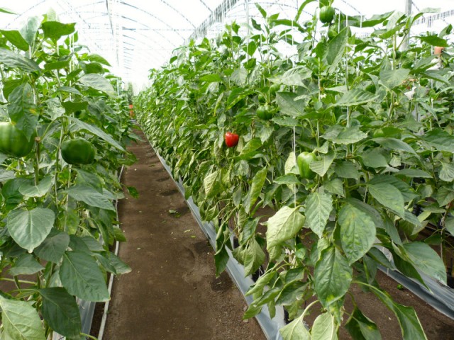 Paprikaplanten in de kas | Foto | Nanda op stage in Indonesie