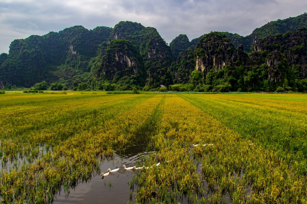 Regen in het rijstveld | Reisverhaal