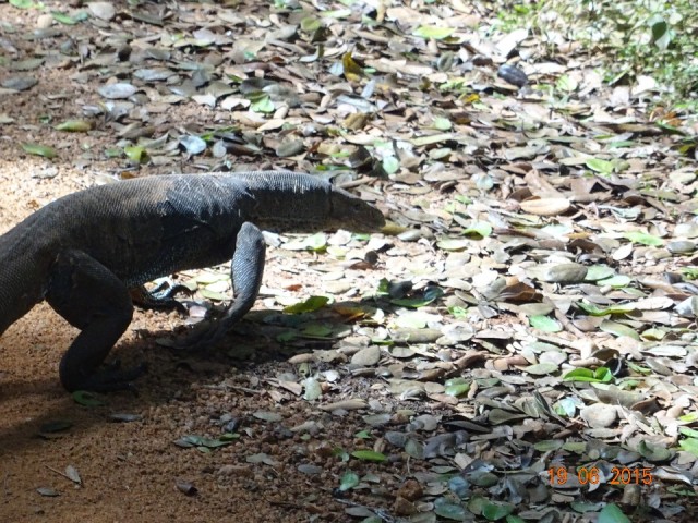 Varaan | Foto | Carmen Barba Claassens’s reisblog