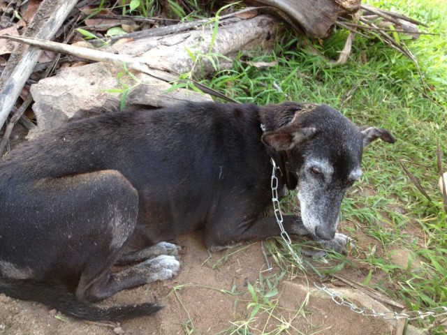 Zielige hond met bijtwond | Foto | Carmen Barba Claassens’s reisblog