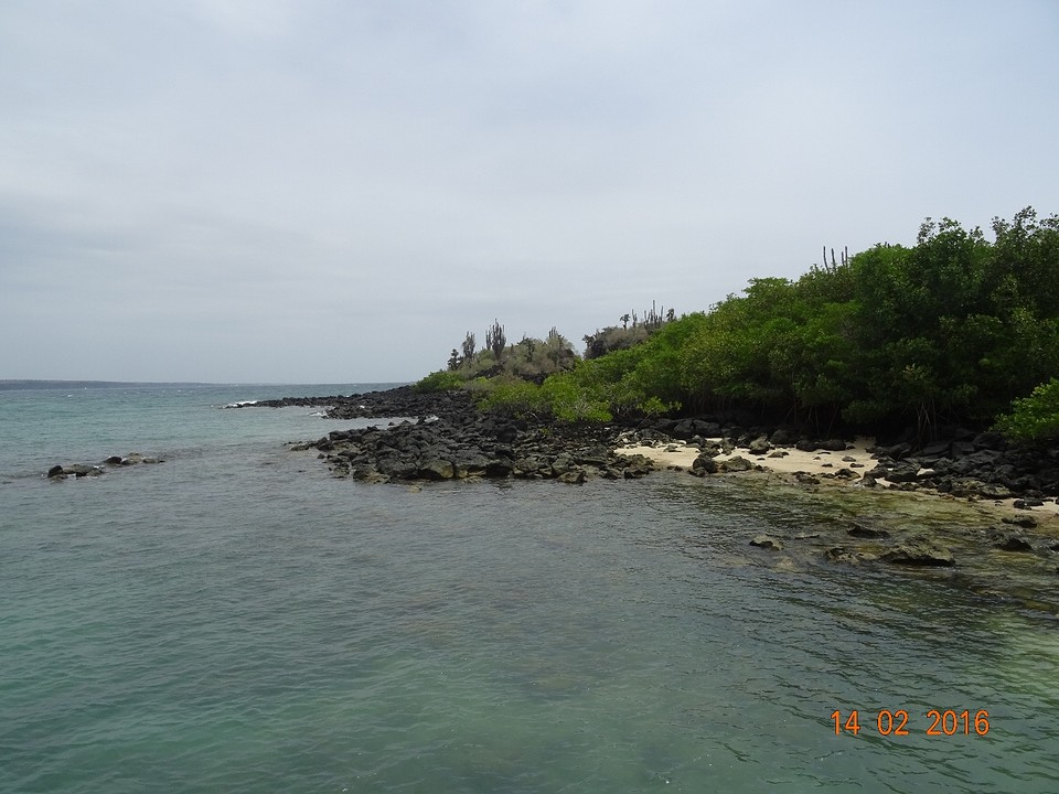 Zielige hond met bijtwond | Foto | Carmen Barba Claassens’s reisblog