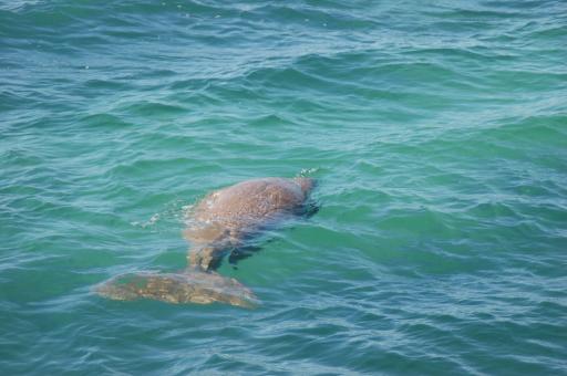 zeekoe | Foto | Sandrina en Bavo ontdekken de wereld