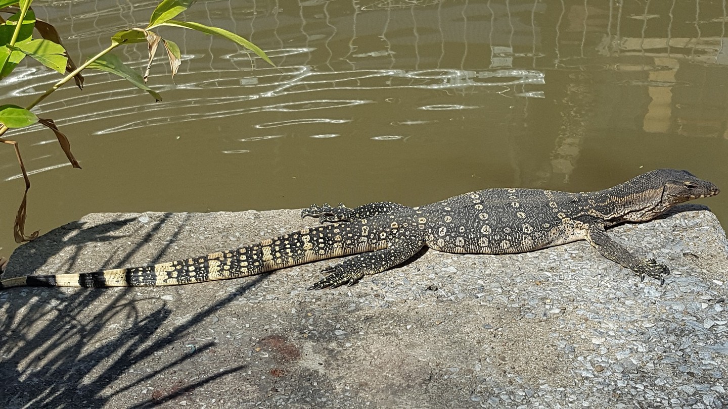 Varaan | Foto | Petra Sterk’s reisblog